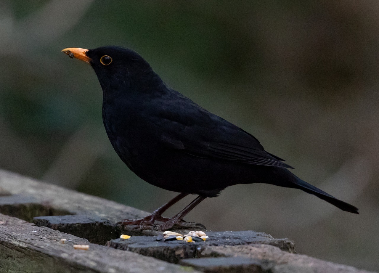 Male Uk Blackbird - Free photo on Pixabay - Pixabay