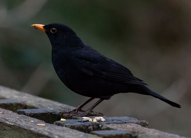 800+ Free Blackbirds & Bird Images - Pixabay