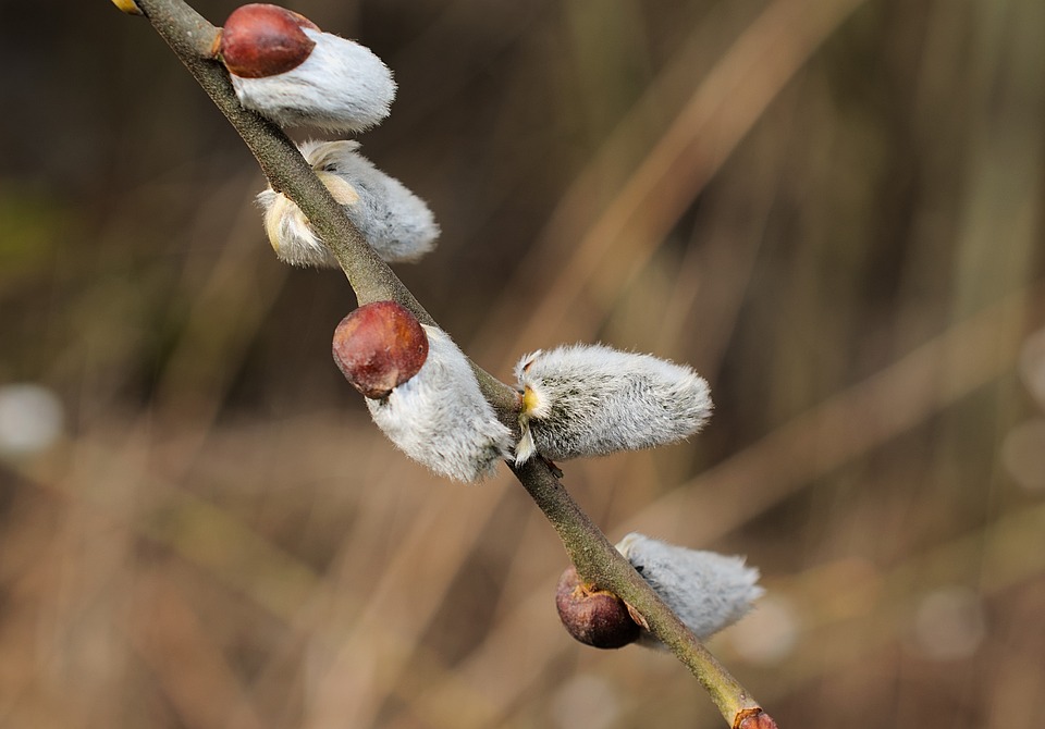 Willow Catkin Close Up Spring - Free photo on Pixabay
