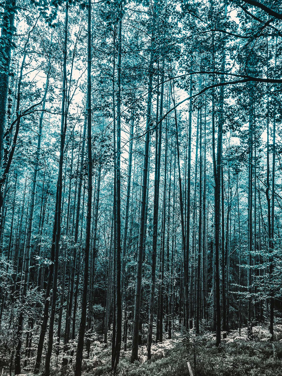 Biru Alam Bunga Musim - Foto gratis di Pixabay - Pixabay