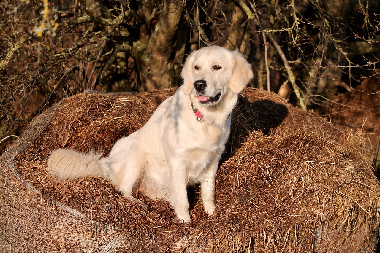 Golden Retriever Chien Animal - Photo gratuite sur Pixabay - Pixabay