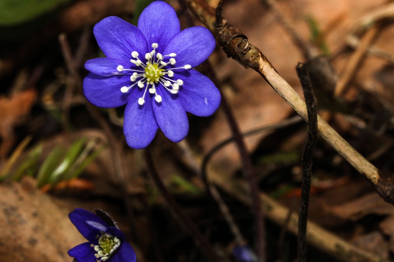Liverflower Flower Spring - Free photo on Pixabay - Pixabay