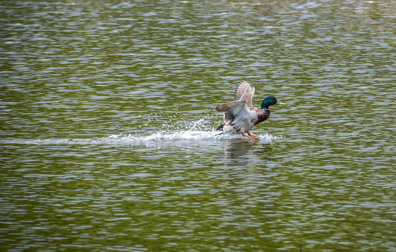 Agua Pato Selvagem - Foto gratuita no Pixabay - Pixabay