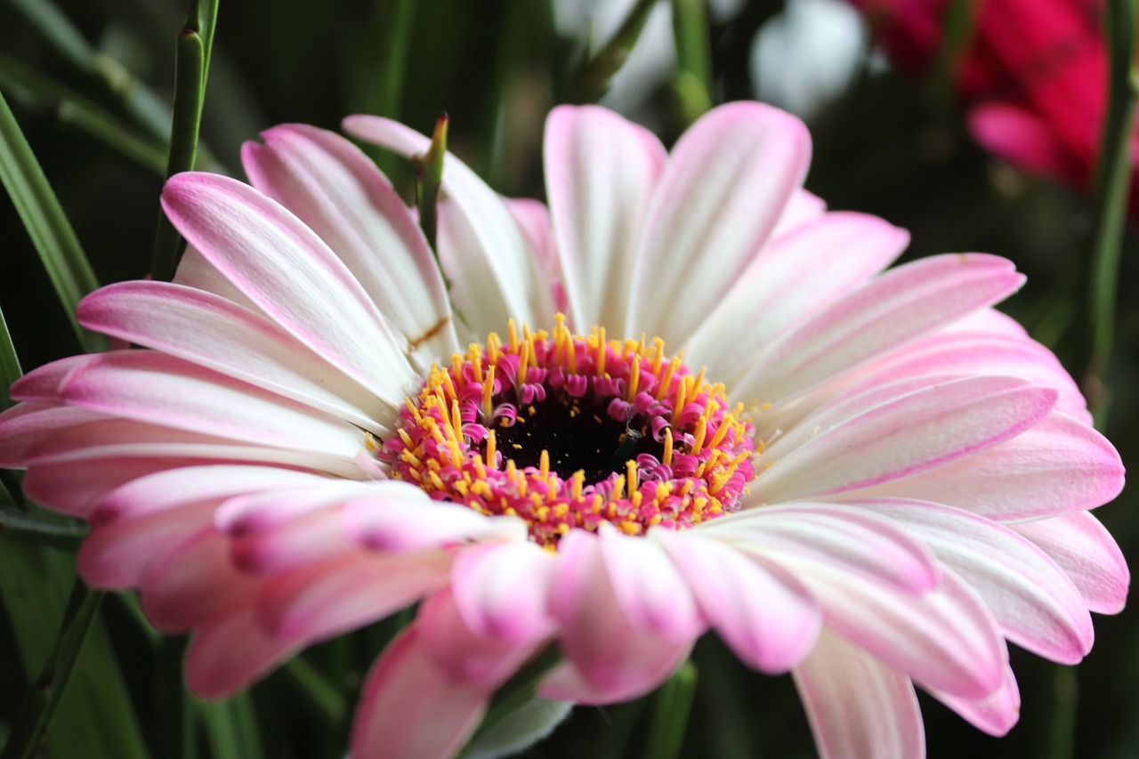 Bouquet De Fleurs Gerbera Blanche - Photo gratuite sur Pixabay - Pixabay
