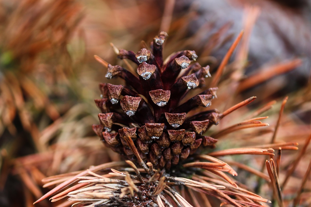 Peste 100 de imagini gratuite cu Cones Fall și Toamna - Pixabay