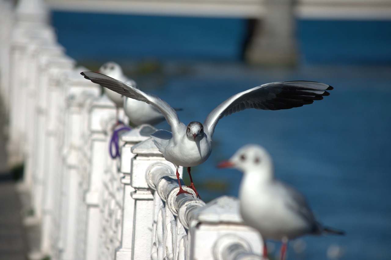 La Nature Des Oiseaux Mouette - Photo gratuite sur Pixabay - Pixabay