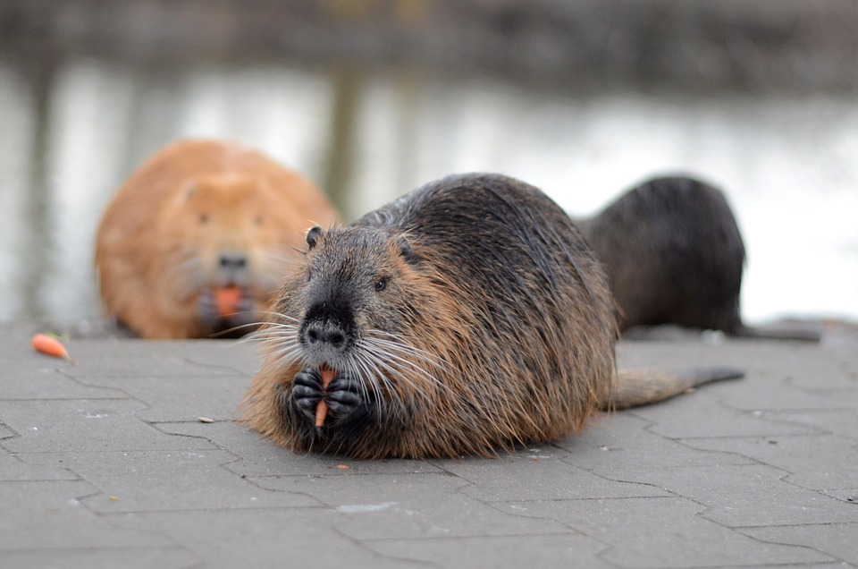 Nutrias Fütterung Nutria - Kostenloses Foto auf Pixabay