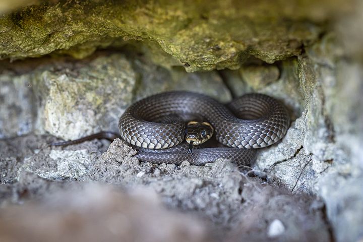100+ kostenlose Ringelnatter und Schlange-Bilder - Pixabay