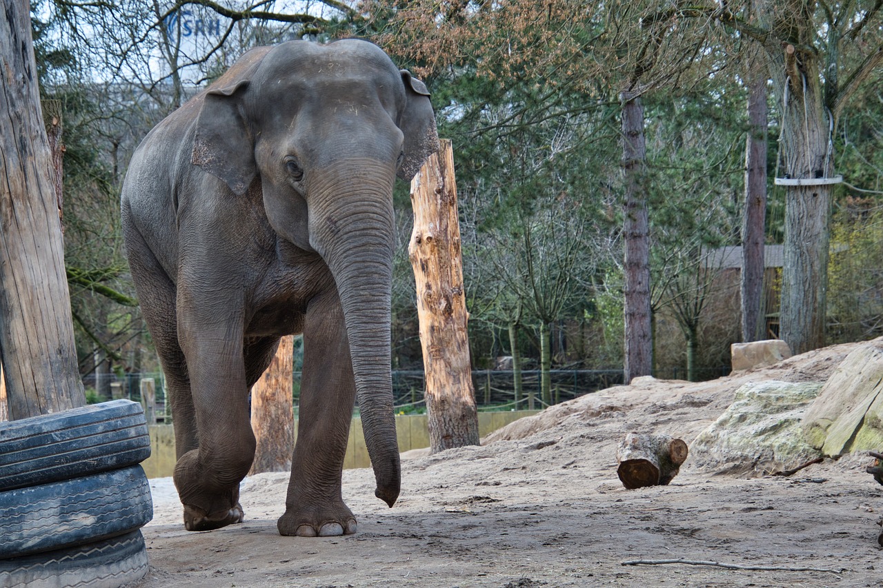 20,000+ Free Asian Elephant & Elephant Images - Pixabay