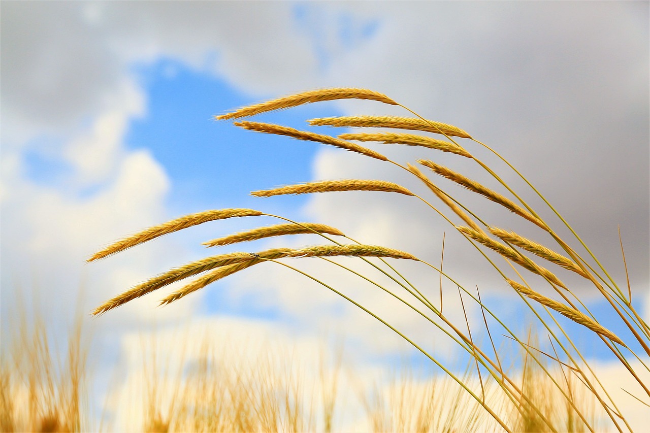 200+ Free Virgo & Nature Images - Pixabay