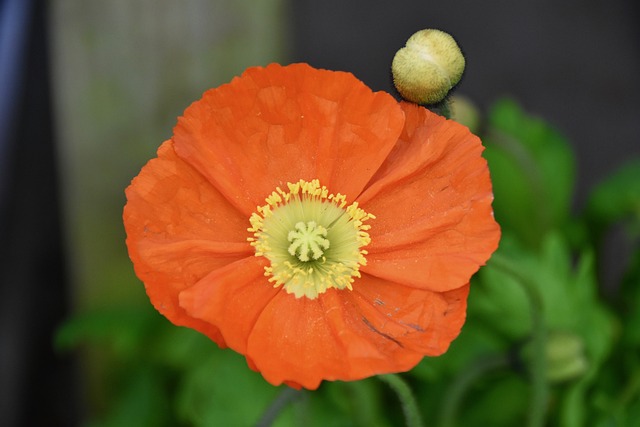 Fleur De Pavot Jardin - Photo gratuite sur Pixabay