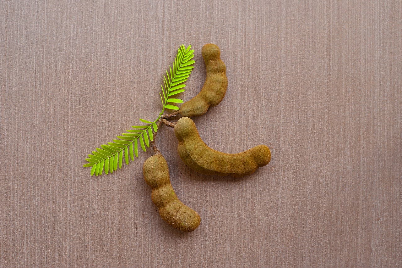 80+ Free Tamarind & Nature Images - Pixabay