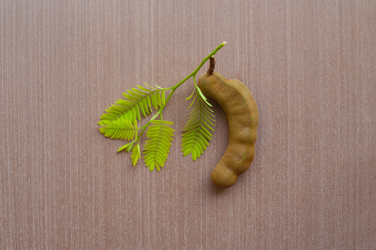 80+ Free Tamarind & Nature Images - Pixabay