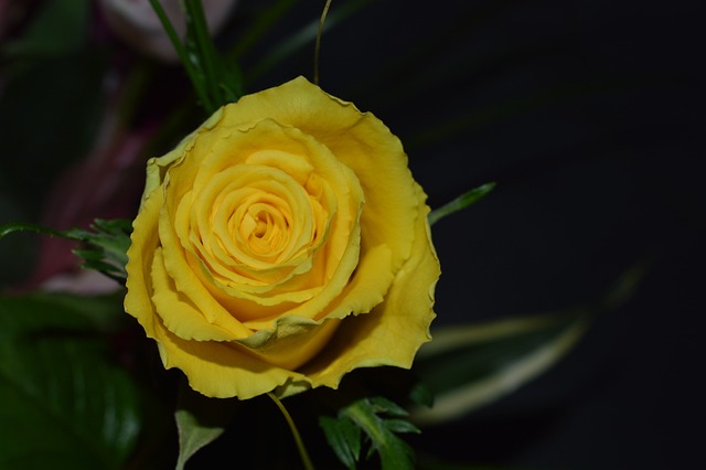 Mawar Kuning Bunga - Foto gratis di Pixabay - Pixabay