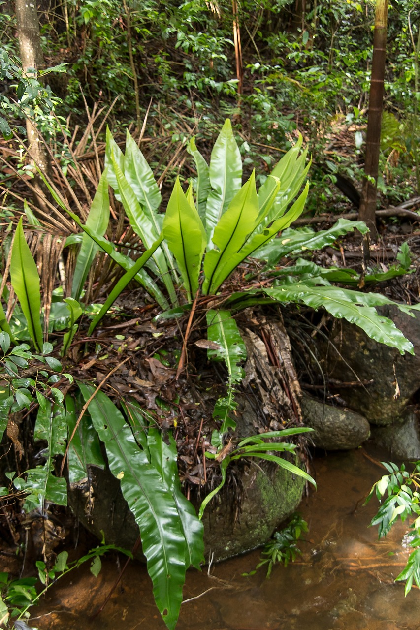 Samambaia Frondes Verde - Foto gratuita no Pixabay - Pixabay