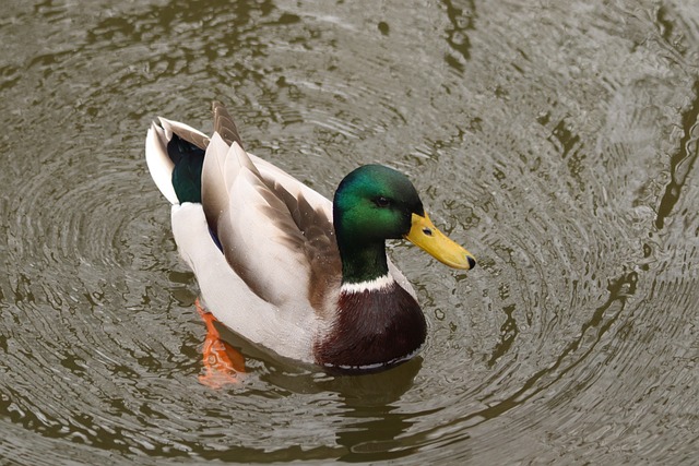 Pato Animal Naturaleza - Foto gratis en Pixabay - Pixabay