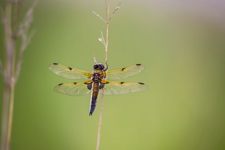 10+ Free Blue Chaser & Dragonfly Images - Pixabay