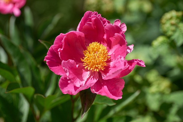 Flor Peônia - Foto gratuita no Pixabay - Pixabay