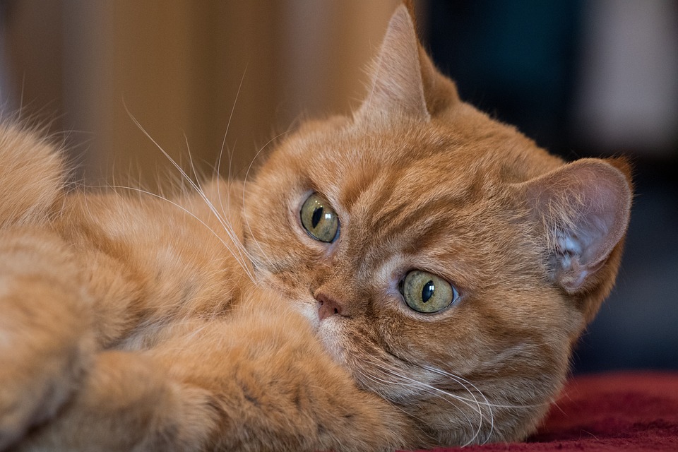 British Shorthair Cat Hatch Breed - Free photo on Pixabay - Pixabay