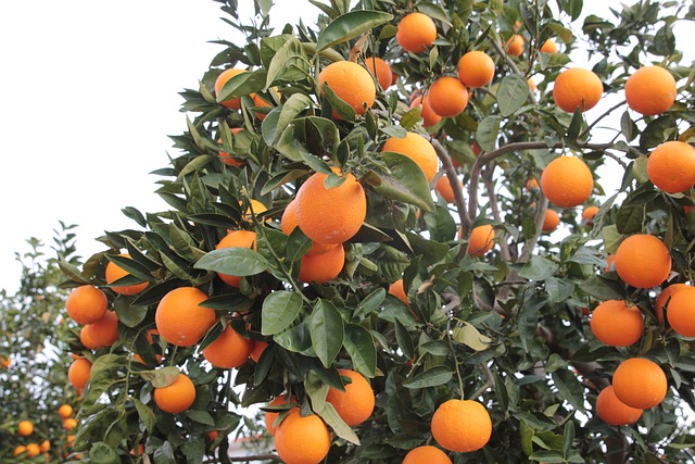 Orange Tree Orangen Obst - Kostenloses Foto auf Pixabay - Pixabay