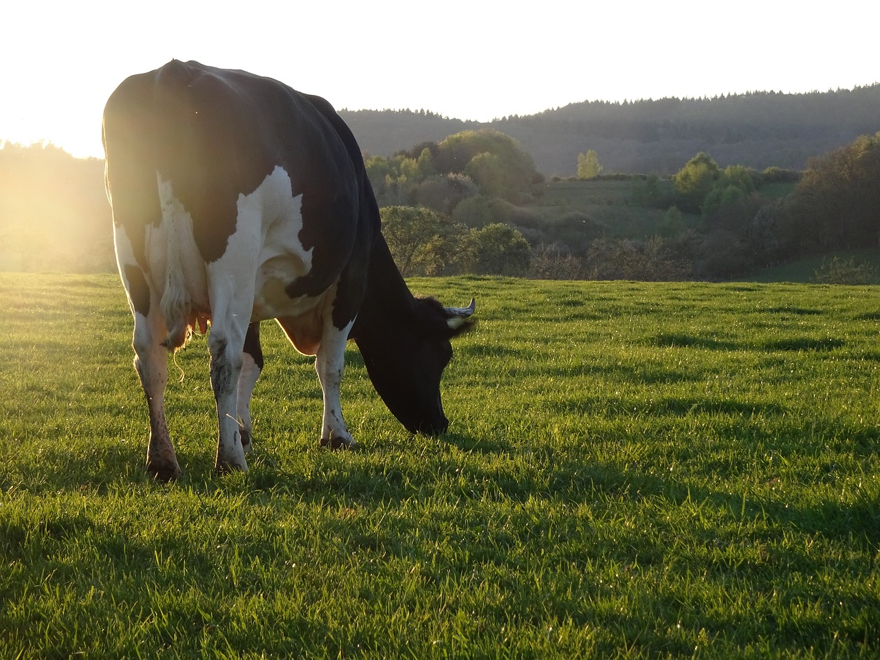 Vaca Sol Natureza - Foto gratuita no Pixabay - Pixabay