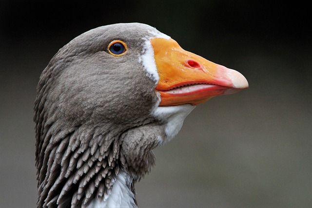 Bird Close Up Goose - Free photo on Pixabay - Pixabay