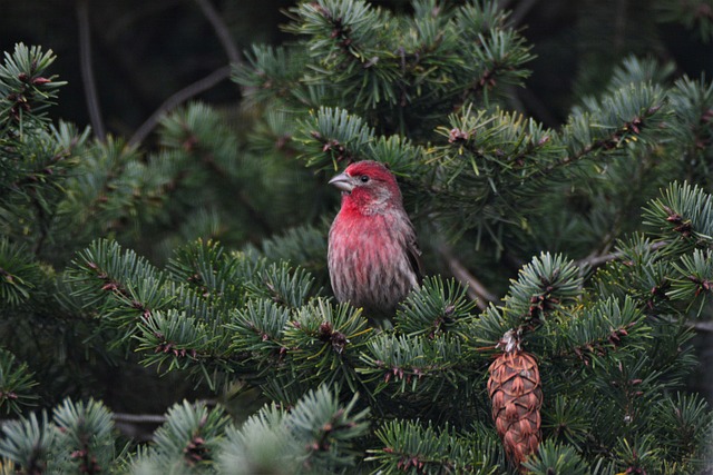 60,000+ Free House Finch & Finch Images - Pixabay
