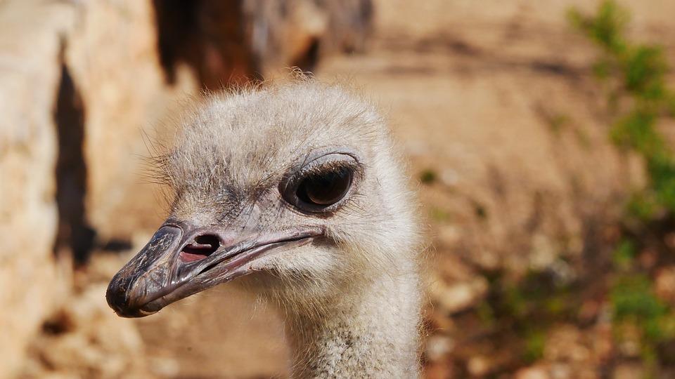 Ostrich Bird Ratite Close - Free photo on Pixabay - Pixabay