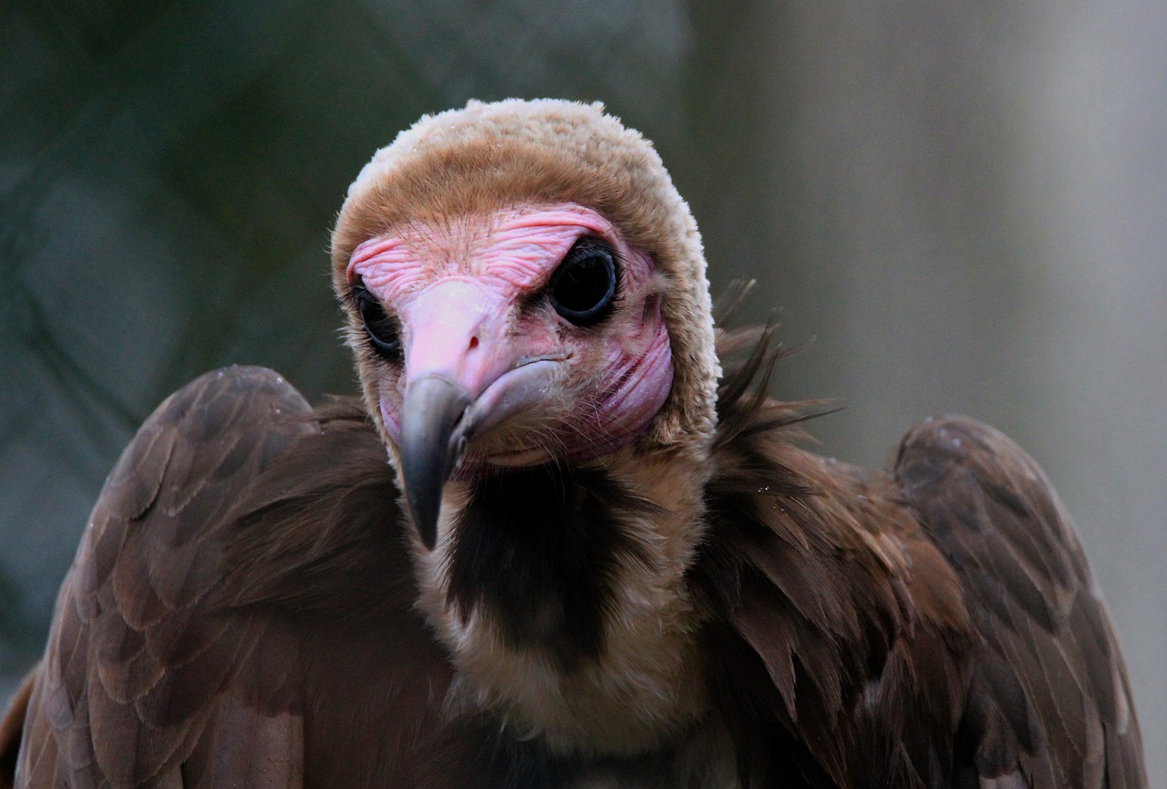 Bird Vulture Nature - Free photo on Pixabay