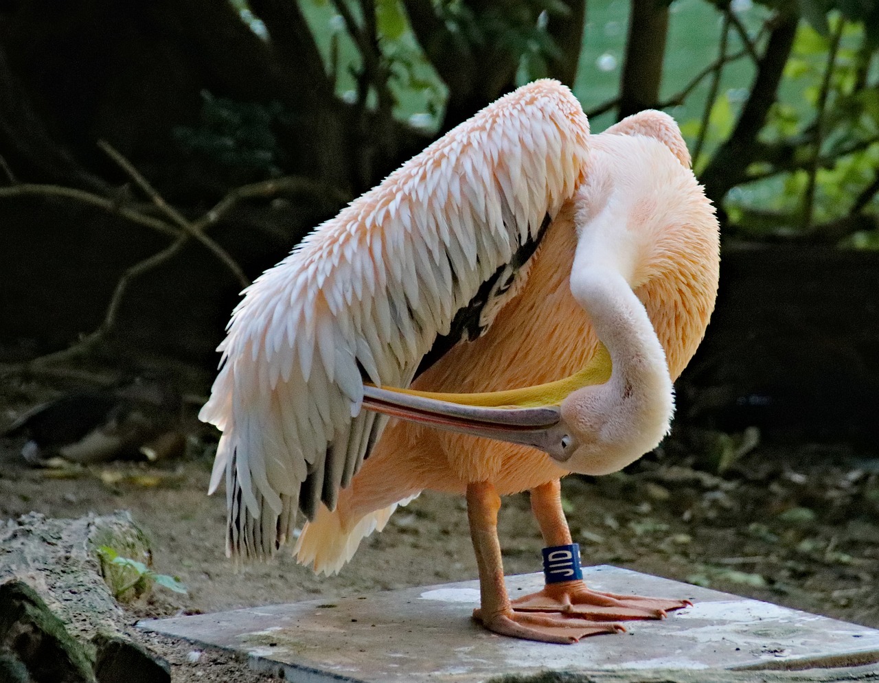 Pelícano Pájaro Acuoso - Foto gratis en Pixabay - Pixabay