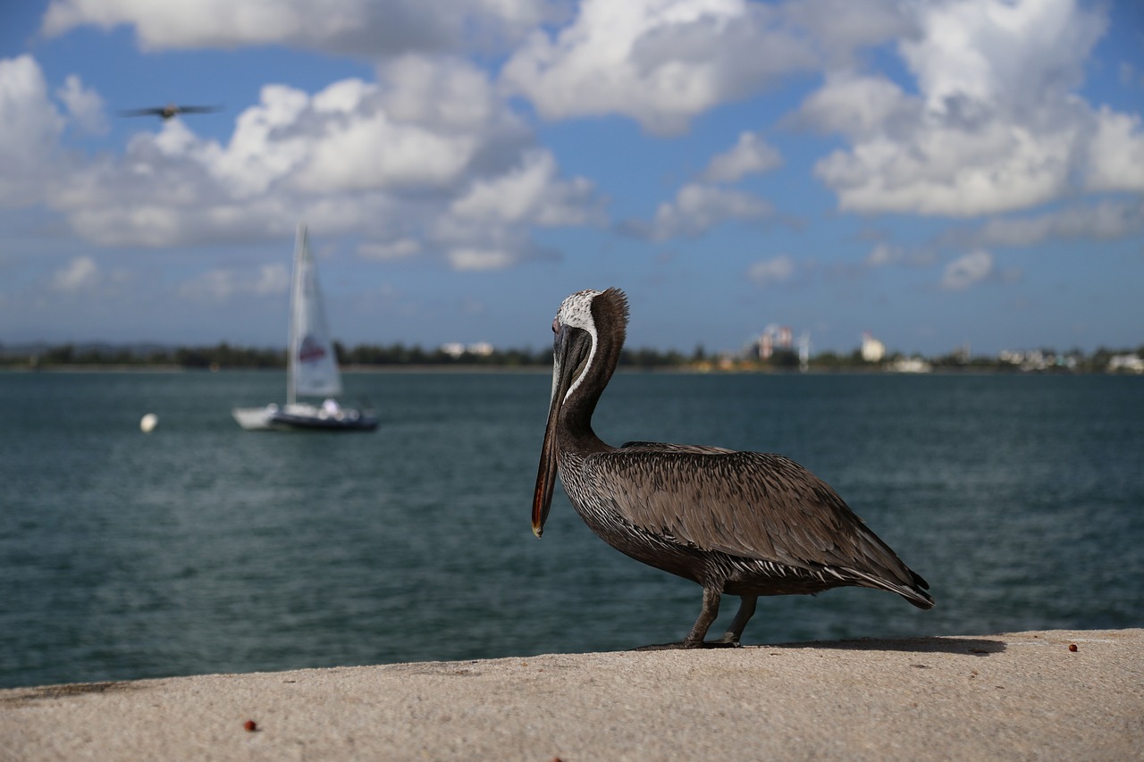 Pelican Sea Bird - Free photo on Pixabay - Pixabay