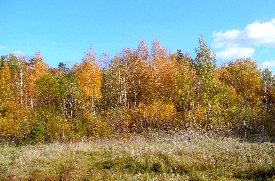Autumn Landscape Nature - Free photo on Pixabay