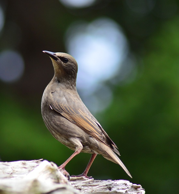 Más de 100 imágenes gratis de Starling Trinar y Naturaleza - Pixabay
