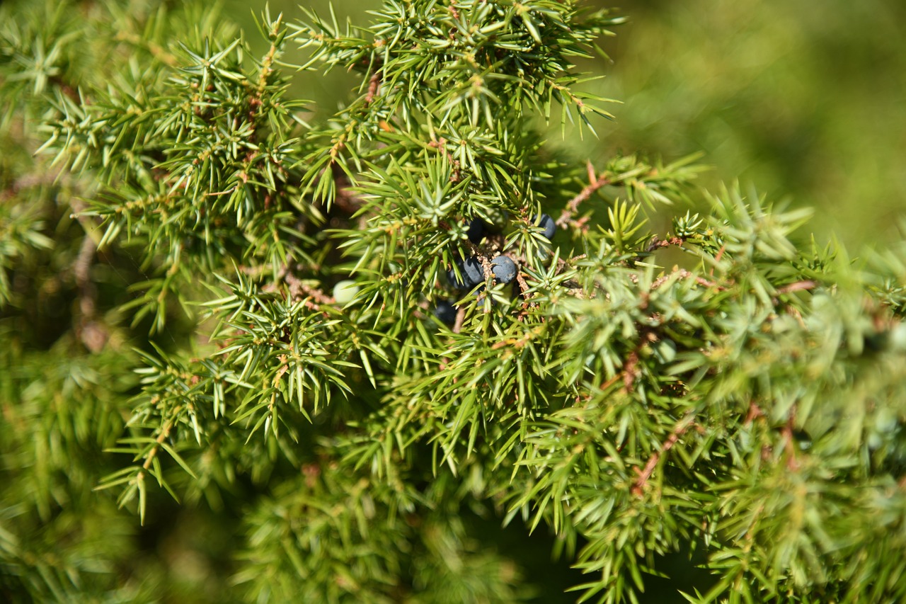 200,000+ Free 향나무 & Juniper Photos - Pixabay