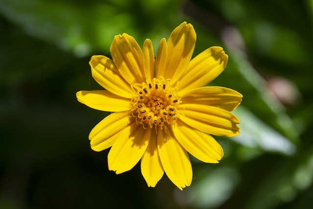 Fleur Nature Jaune - Photo gratuite sur Pixabay - Pixabay