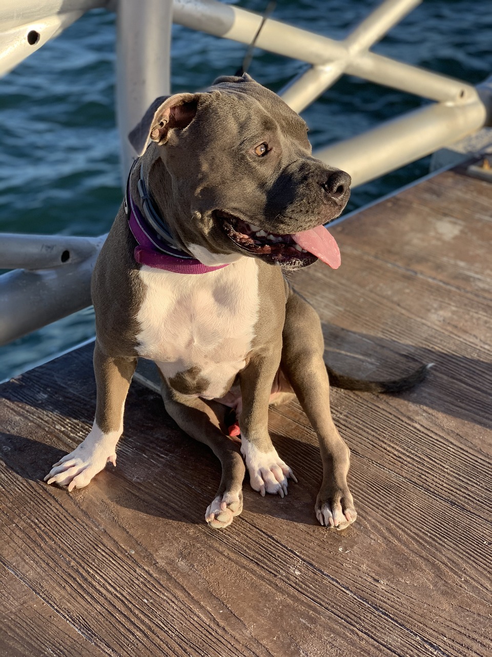 狗 斯塔福德 Pitbull - Pixabay上的免费照片 - Pixabay
