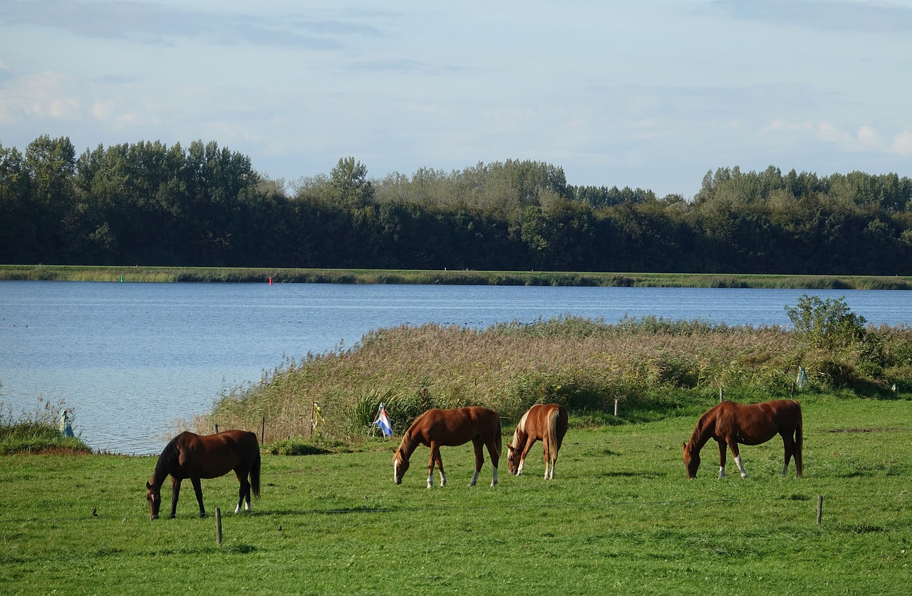 Cavalo Animal Água - Foto gratuita no Pixabay