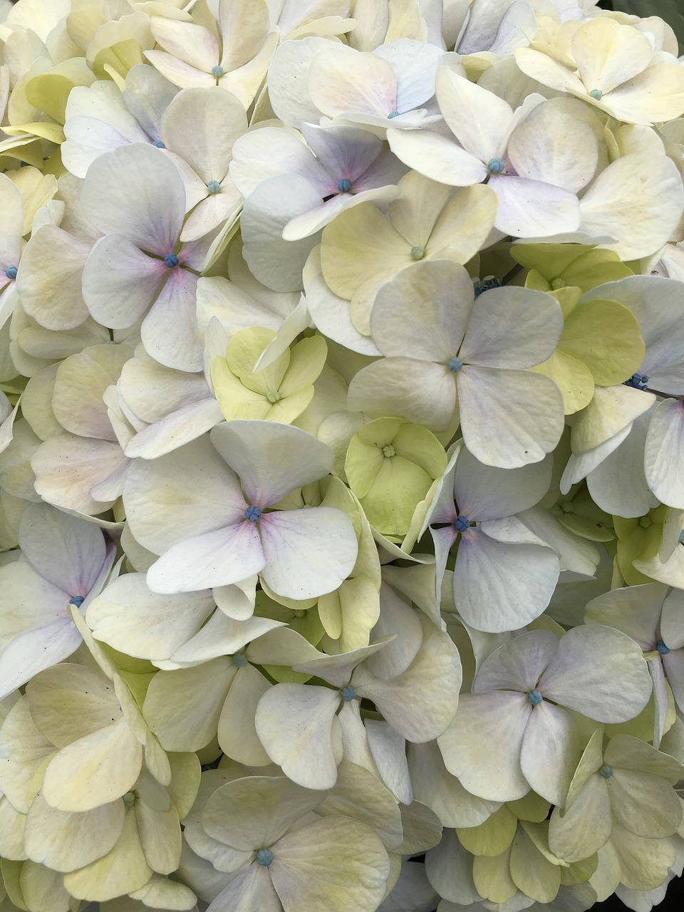 Hydrangea Kukka Vakiotyyppi - Ilmainen valokuva Pixabayssa - Pixabay