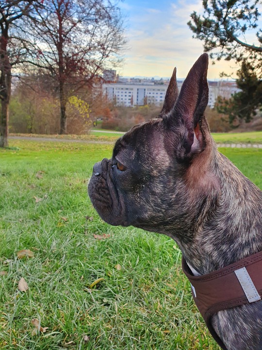 Perro Buldog Frenchie - Foto gratis en Pixabay - Pixabay