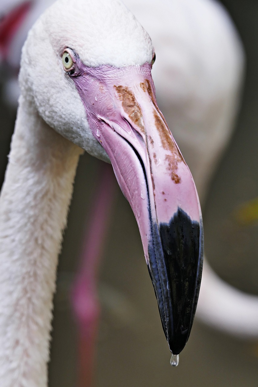 Flamingo Zoo Bird - Free photo on Pixabay - Pixabay