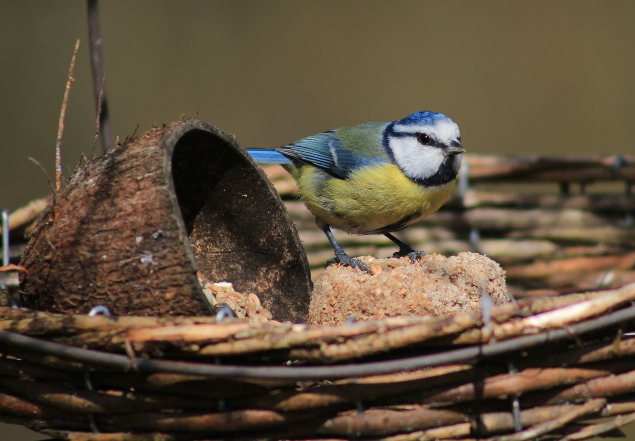 Tit Biru Dada Burung - Foto gratis di Pixabay - Pixabay