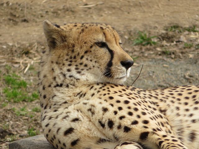 80+ kostenlose Leopard Gepard und Gepard-Bilder
