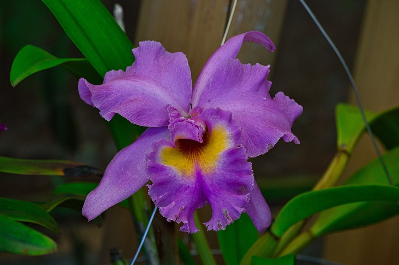 Costa Rica Orchid Plant - Free photo on Pixabay - Pixabay