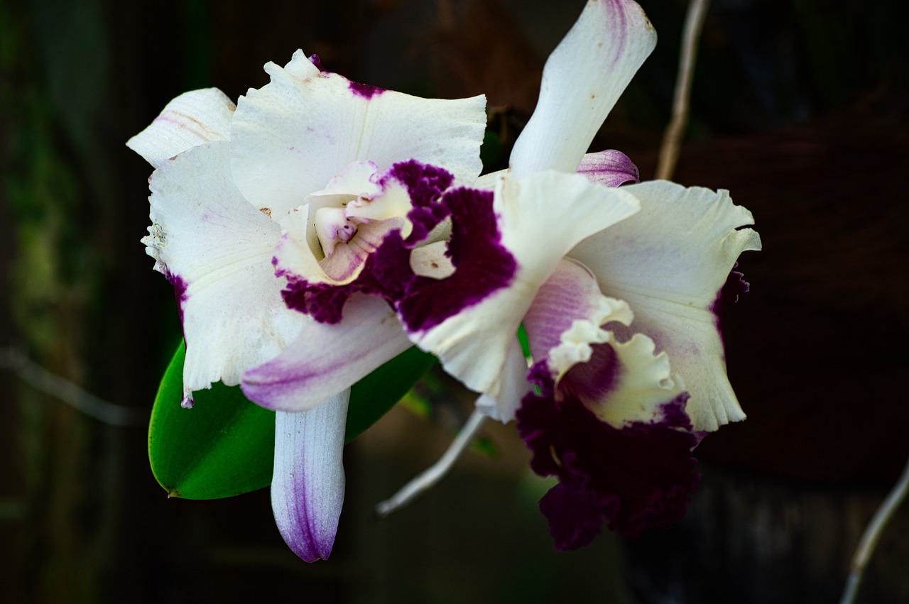 Kosta Rika Anggrek Tanaman - Foto gratis di Pixabay - Pixabay