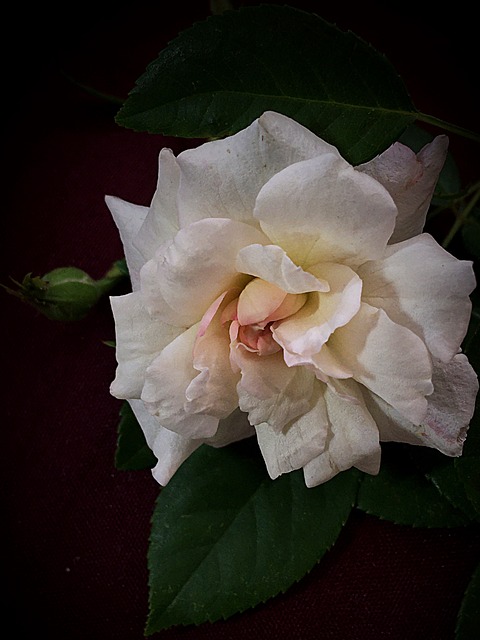Rose Blanche Pétales Blancs Fleur - Photo gratuite sur Pixabay - Pixabay