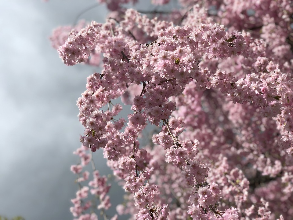 Cherry Blossoms Beautiful Flowers - Free photo on Pixabay
