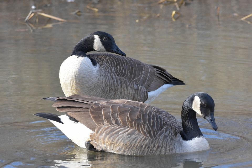 Nature Wildlife Birds Canada - Free photo on Pixabay - Pixabay