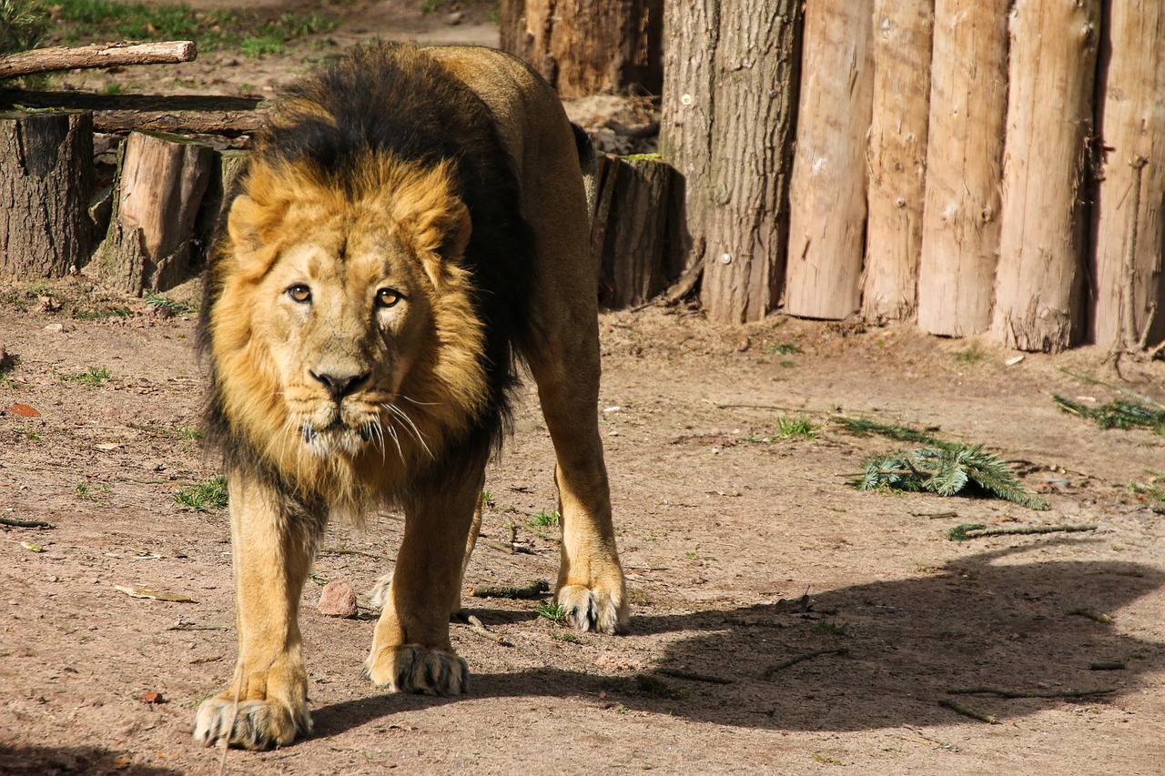 Wildlife Lion Predator Big - Free photo on Pixabay