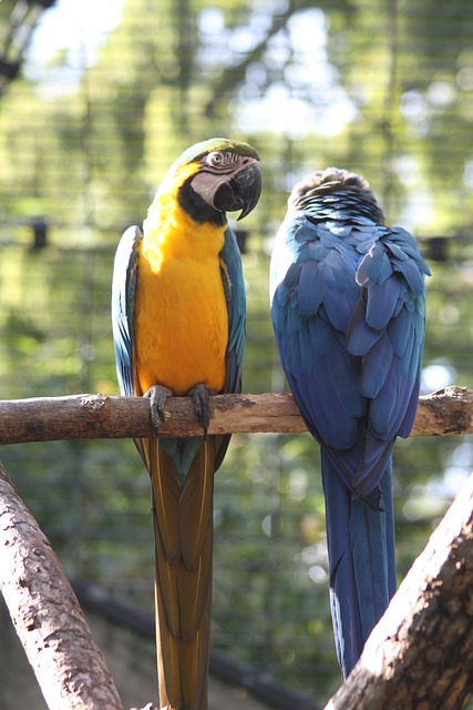 Perroquet Zoo Oiseau - Photo gratuite sur Pixabay - Pixabay