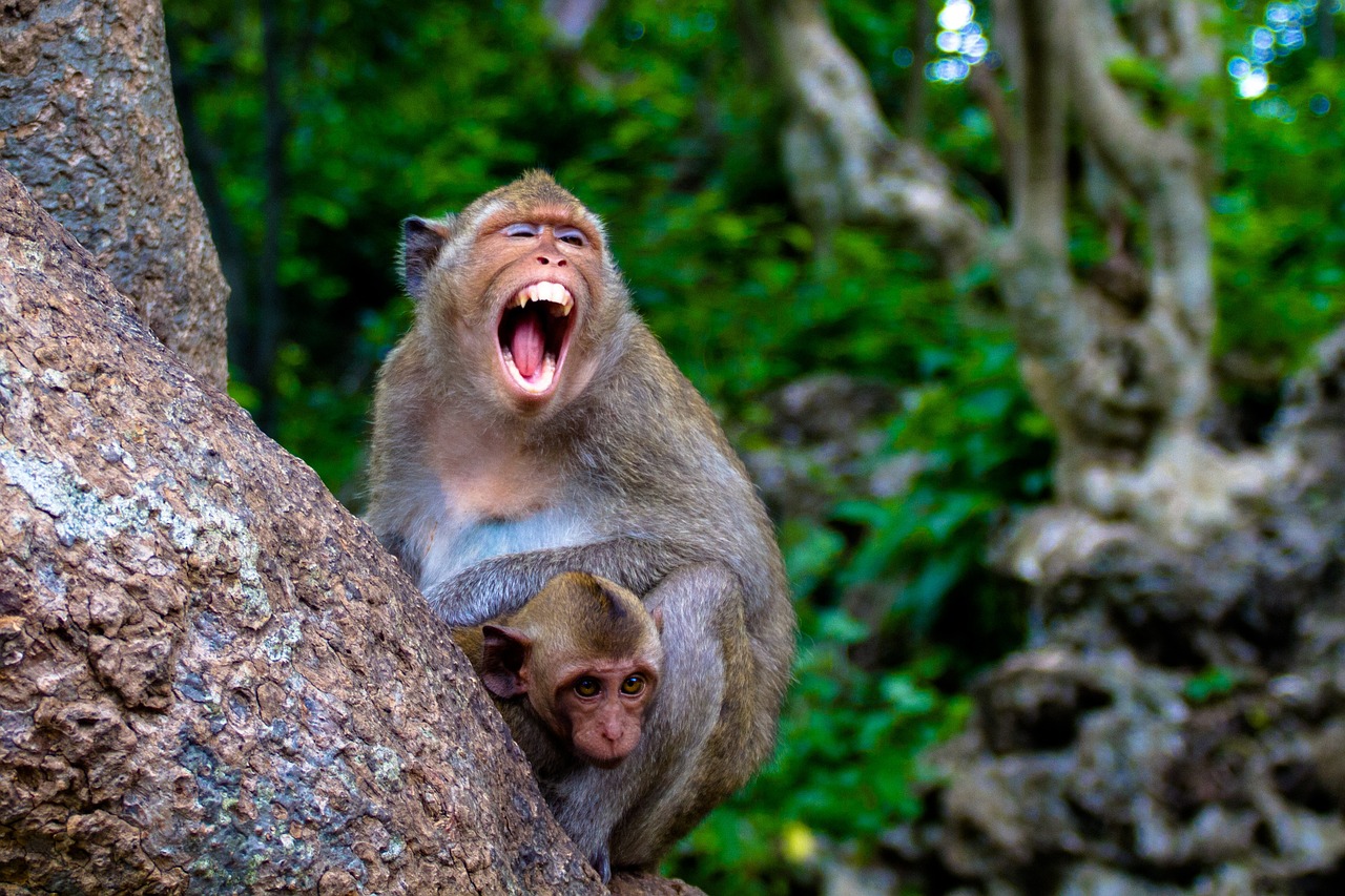 Monkeys Infant Animals - Free photo on Pixabay